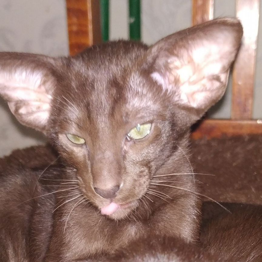 Ориентальные котята