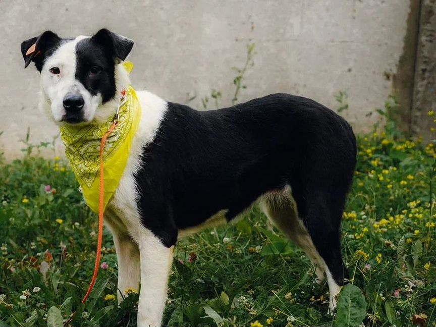 Спокойная Глория