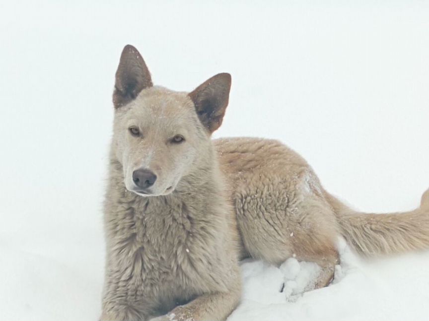 Мальчишка в добрые руки