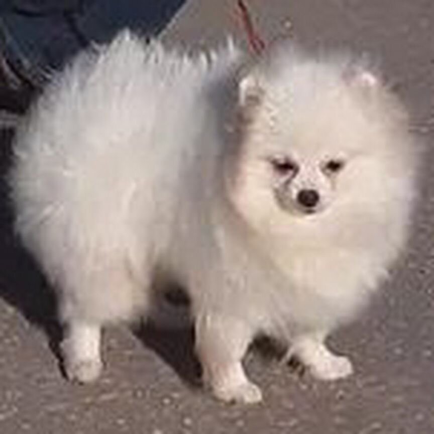 Вязка малый шпиц
