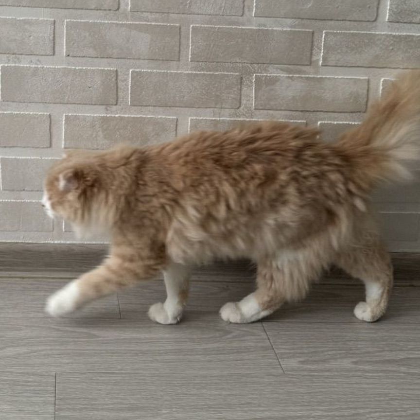 Курильский бобтейл рыжий