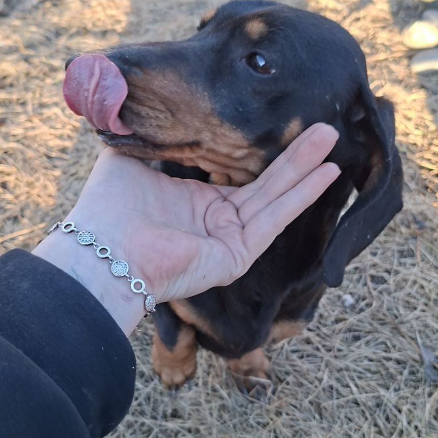 Такса, взрослый пёс