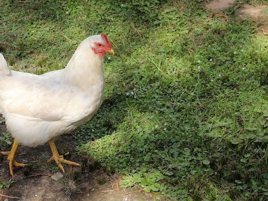 Куры несушки