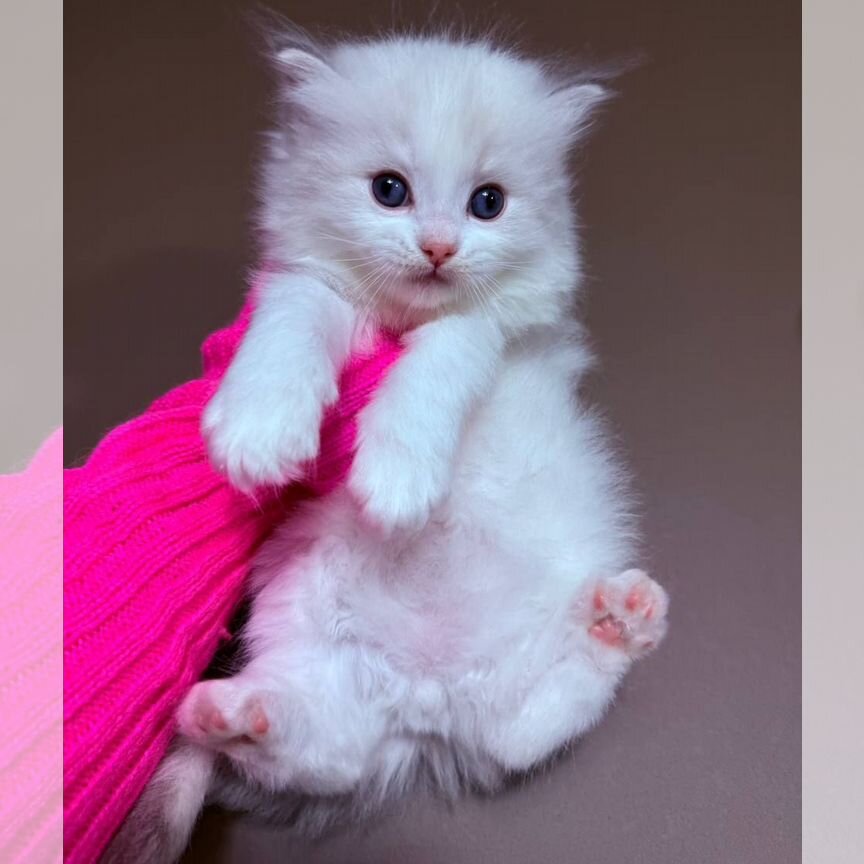 Рэгдолл котёнок