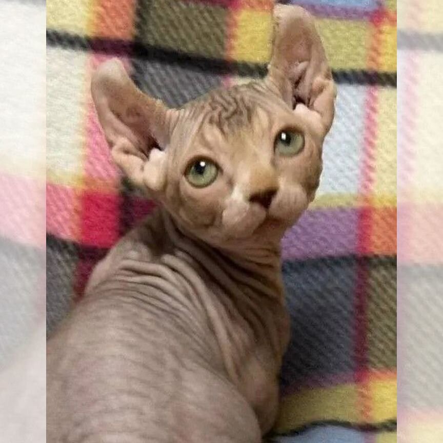 Канадский сфинкс котёнок