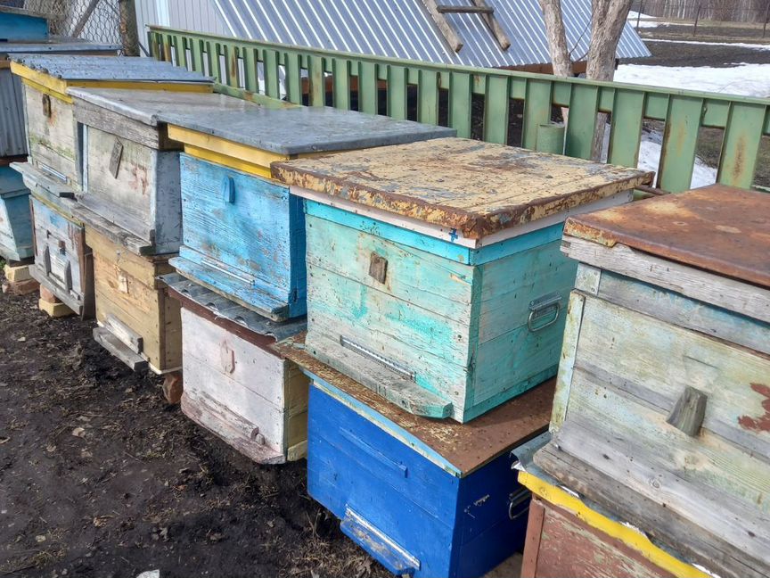 Ульи дадан,суш