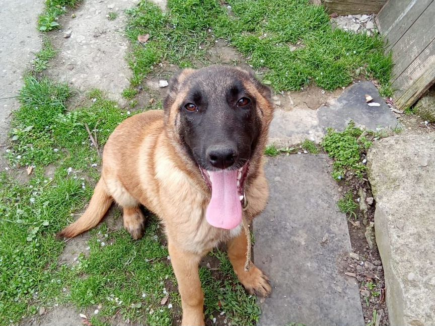 Бельгийская овчарка малинуа