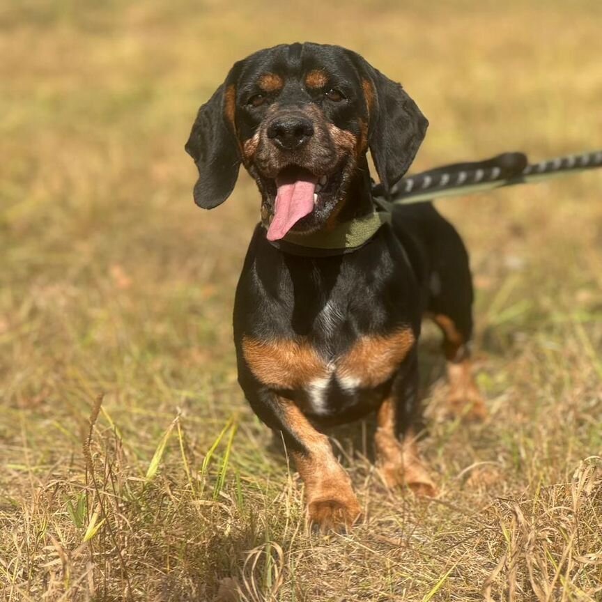 Спасите Чаплина из приюта он не переживёт холода
