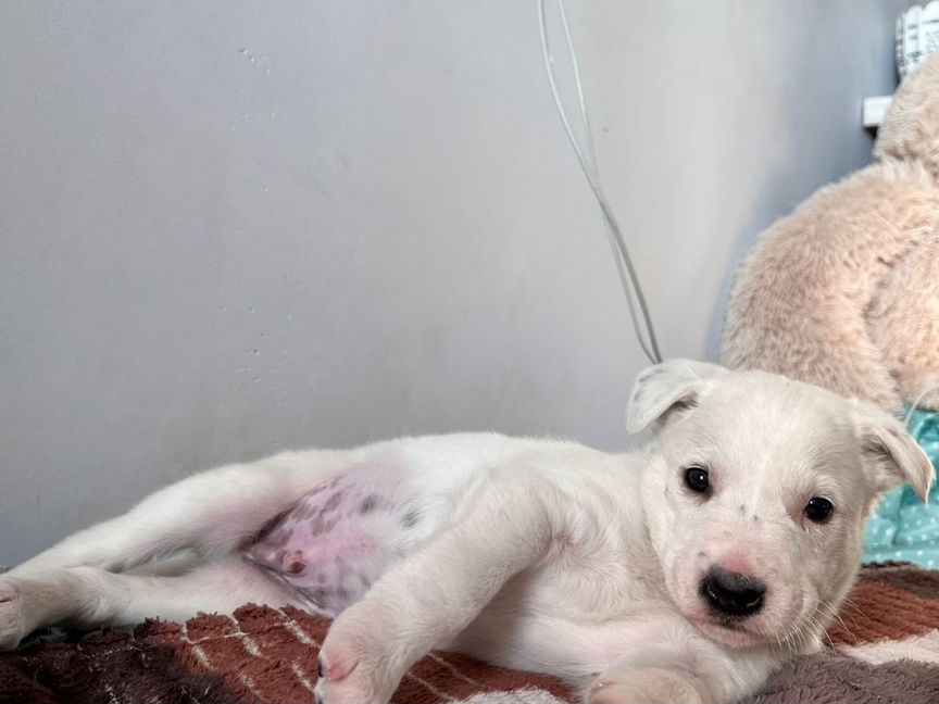 Малыш Снежок ищет дом