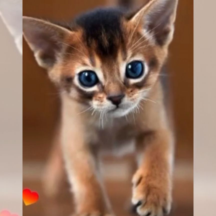 Аббисинские котята