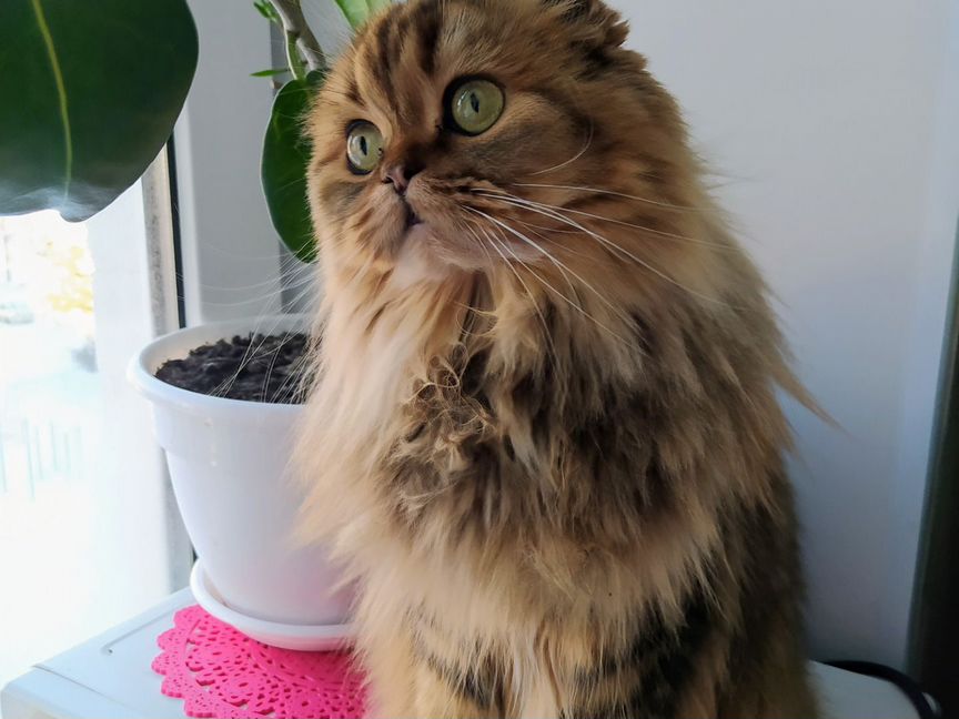 Шотландская