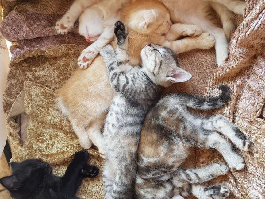 Кошки в добрые руки бесплатно