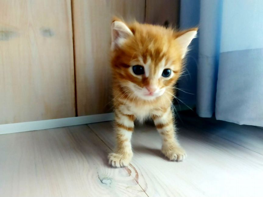 Котята в добрые руки даром