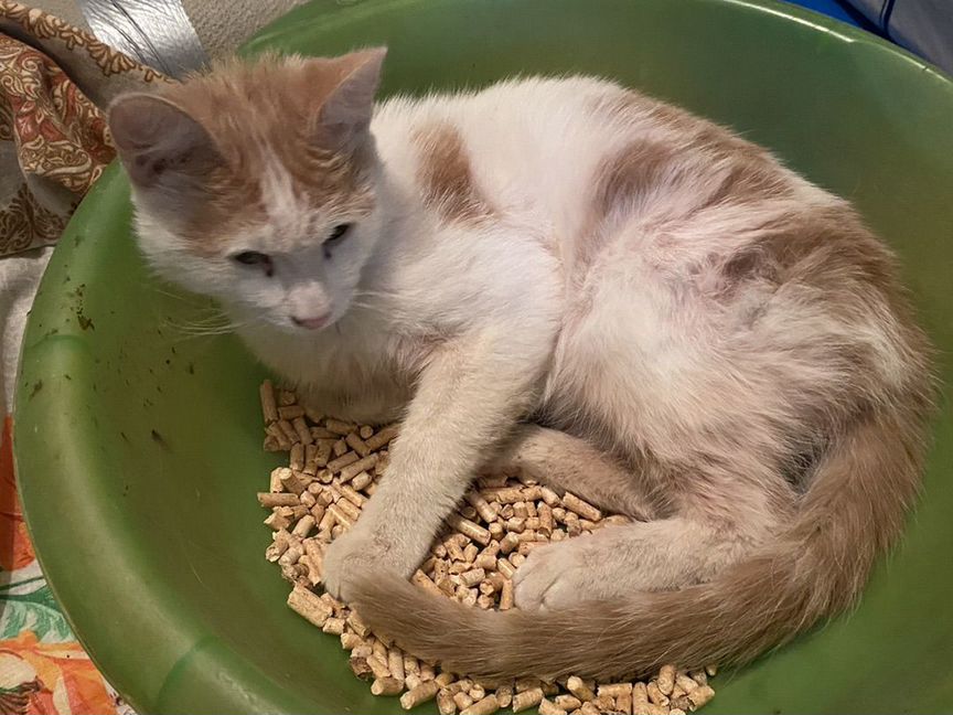 Ласковый малыш ищет свой дом