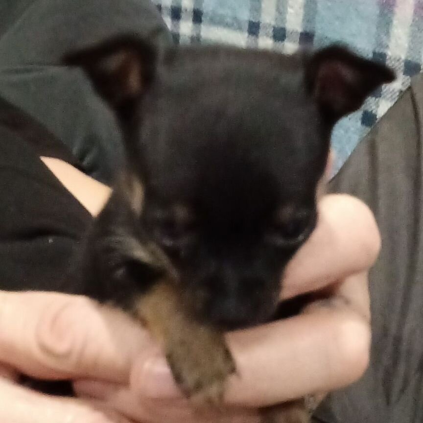 Русский той-терьер, щенок