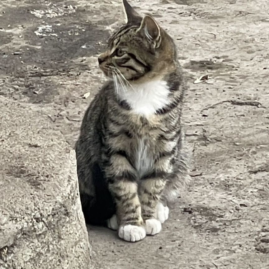 Котенок