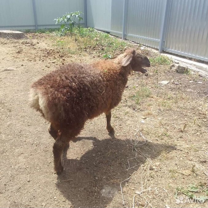 Ягнята курдючные