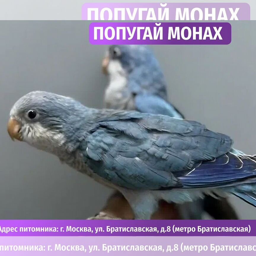 Монах квакер ручной