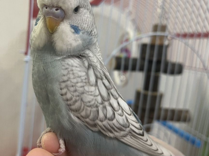 Птенец волнистого попугая 2-3 месяца с клеткой