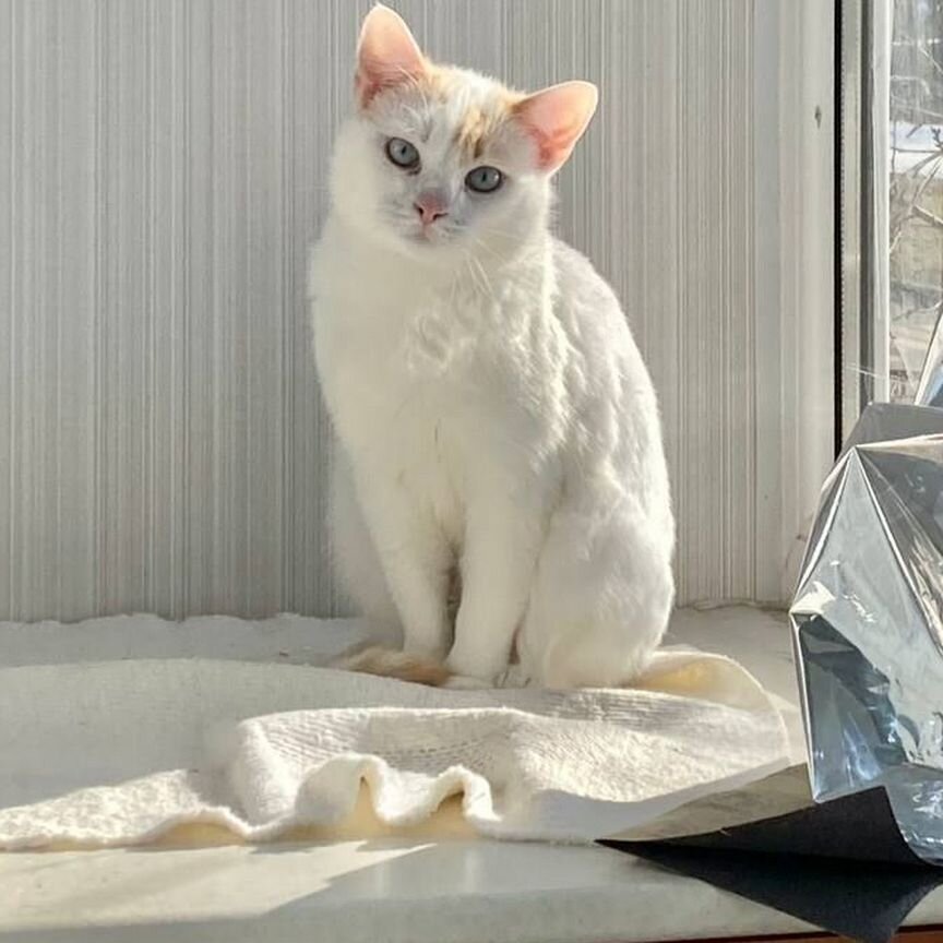 Взрослый кот в добрые руки