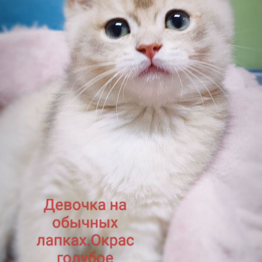 Манчкин Девочка.На длинных лапках