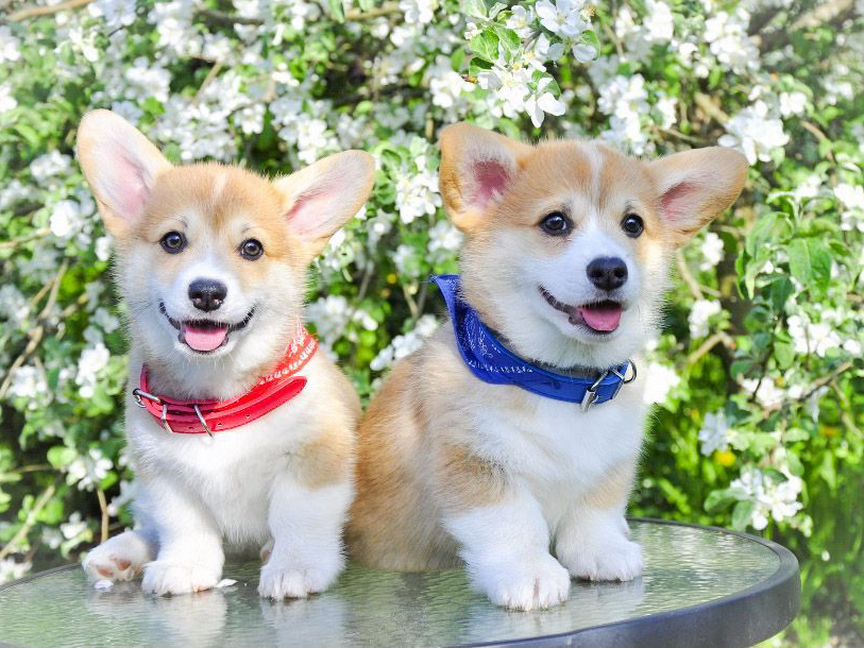 Вельш-корги пемброк