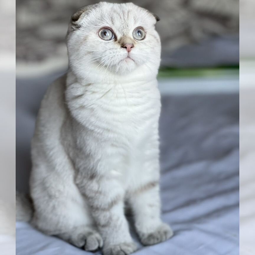Шотландская вислоухая кошечка