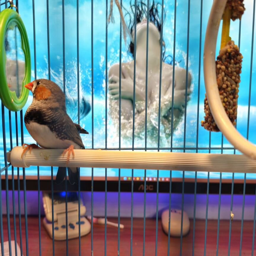 Зебровый амадин