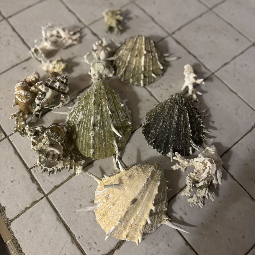 Ракушки для аквариума