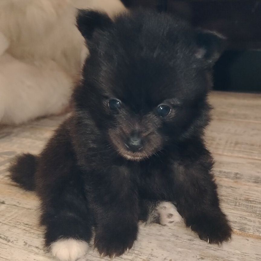 Немецкий шпиц, щенок