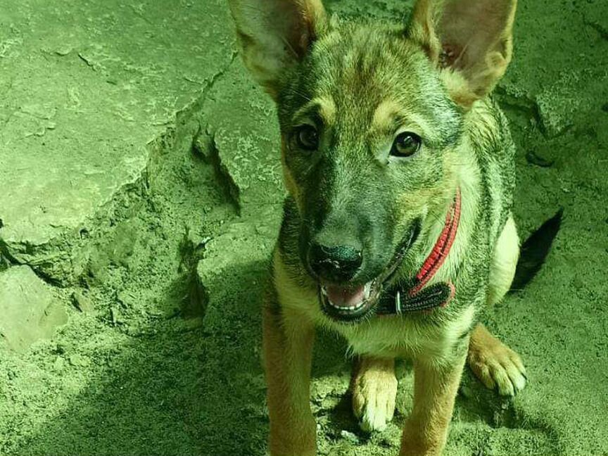 Собака в добрые руки