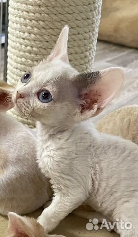 Девон-рекс синеглазка
