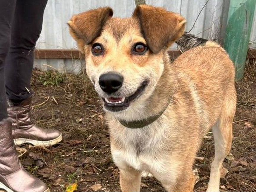 Маленькая собака в добрые руки