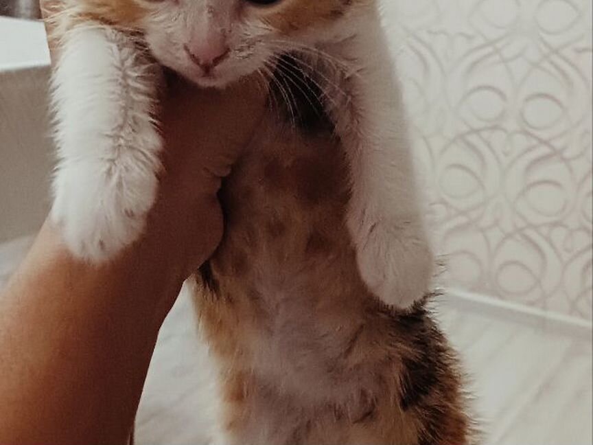 Отдаем кошечку бесплатно