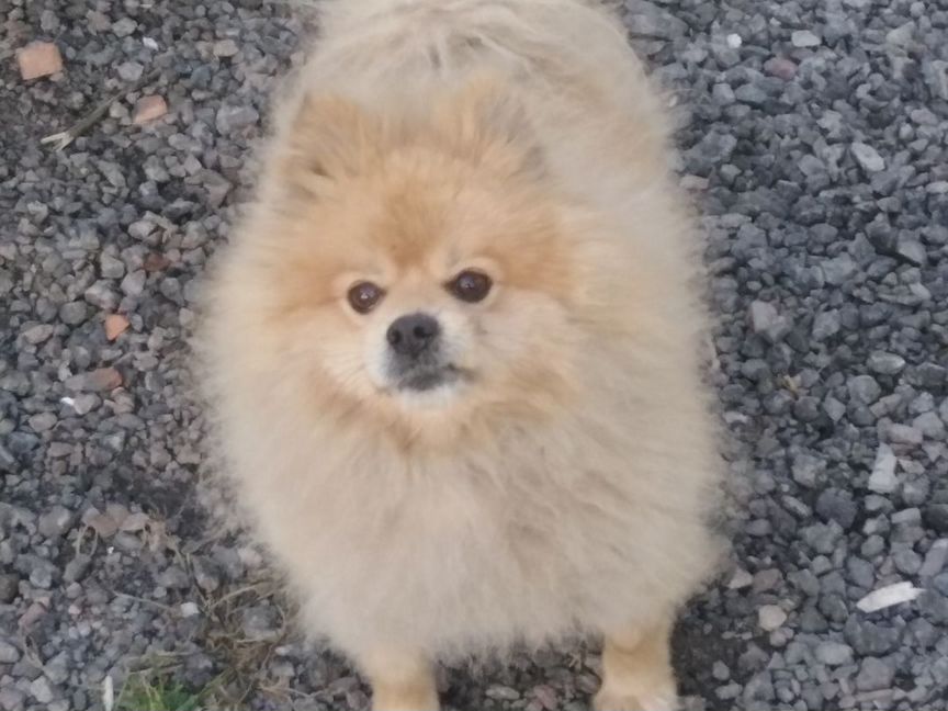 Помесь мелких пород