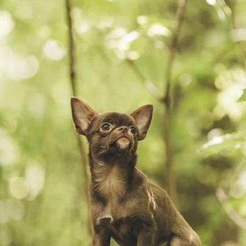 Чихуахуа, девочка-шоколадка