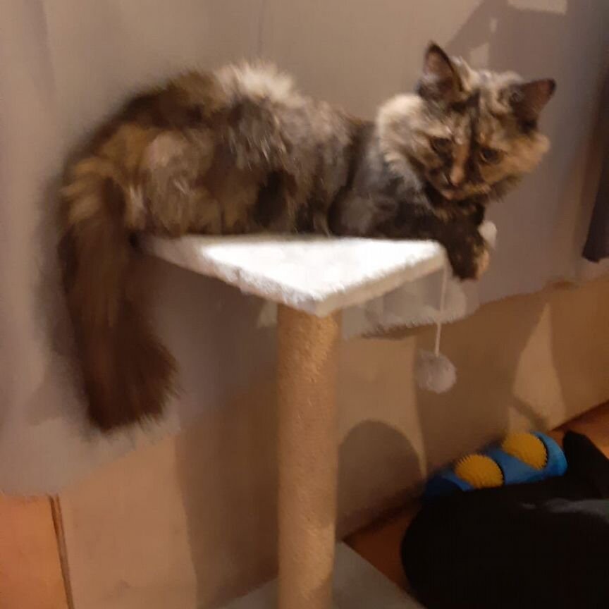 Кошечка русская дворовая