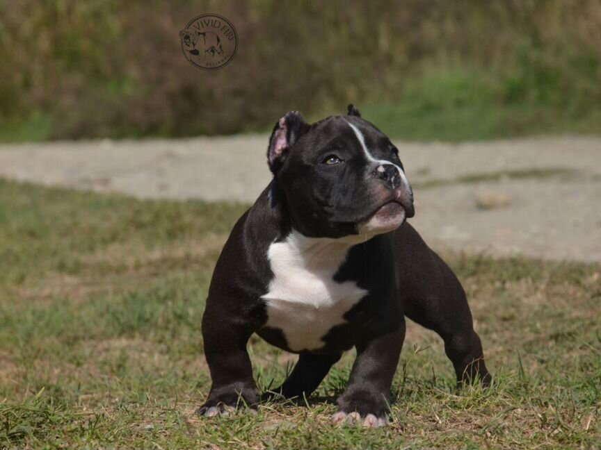 Американский булли