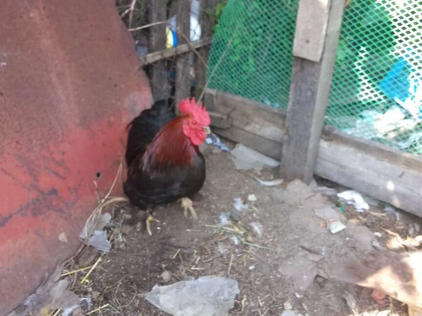 Карликовые куры кокинхины