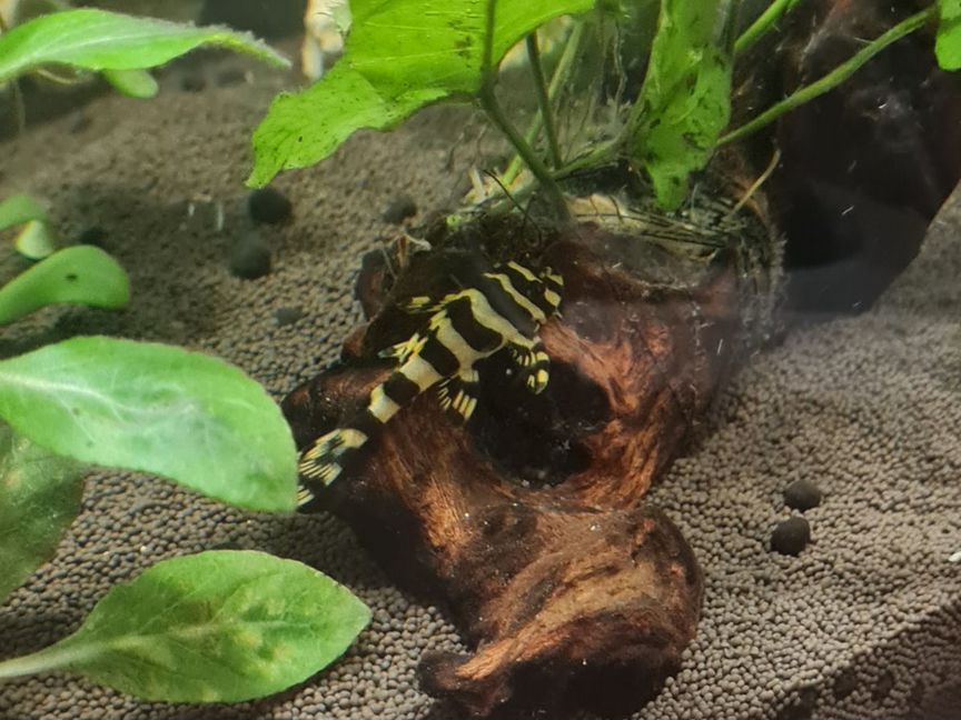 Сом Пеколтия компта L134 аквариумная рыбка