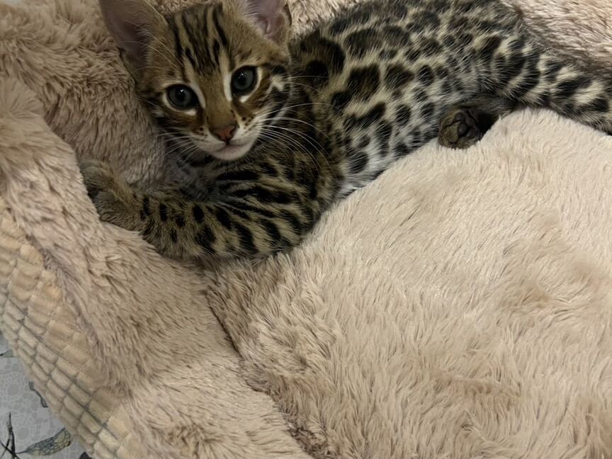 Бенгал ф1 или алк ф1