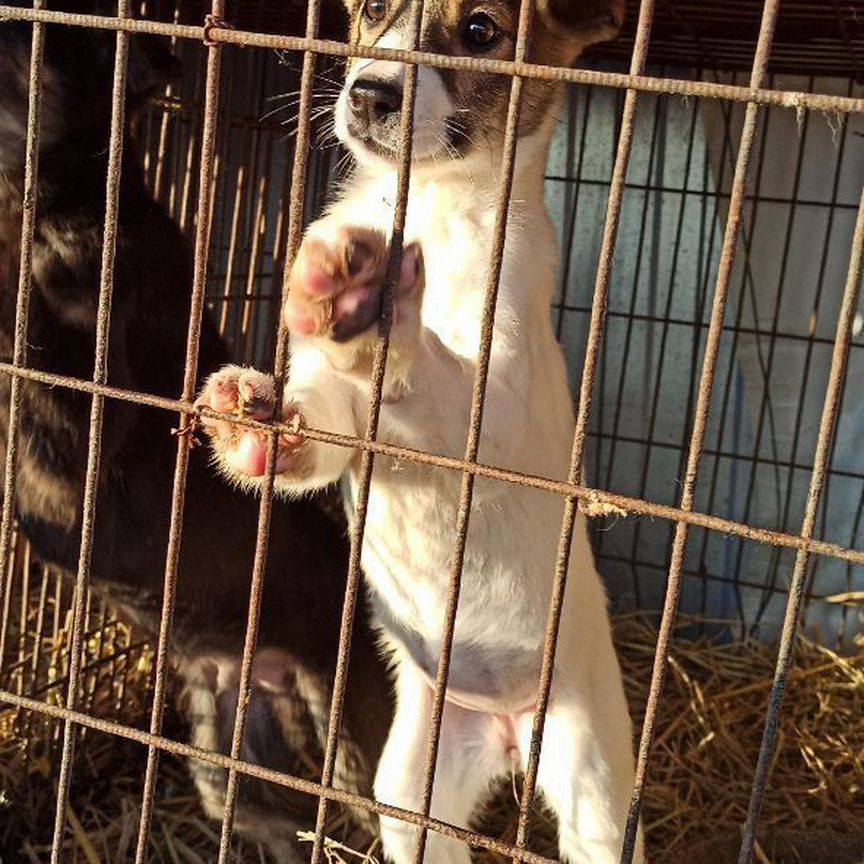 Щенок в добрые руки