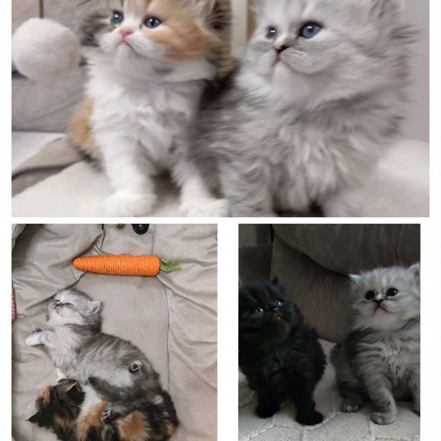 Персидские котята классик