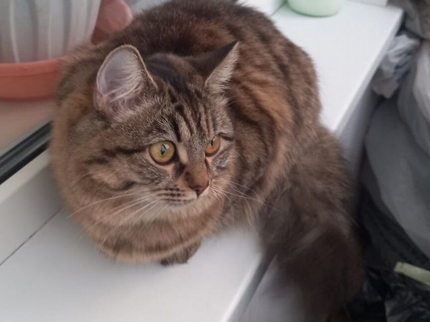 Вязка кошки