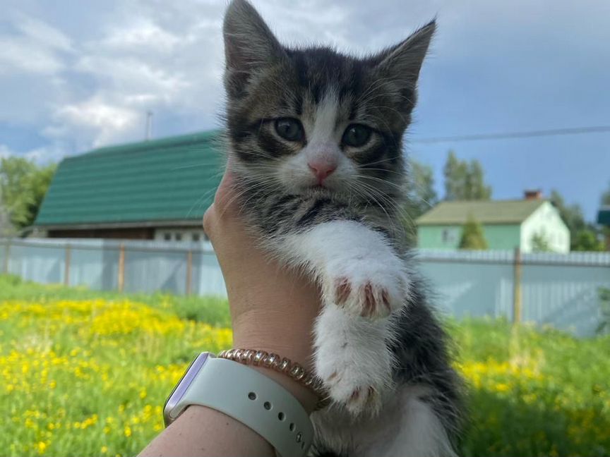 Котенок