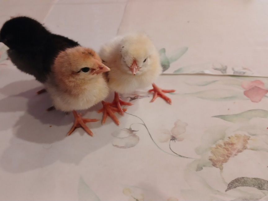 Суточные цыплята с наседкой