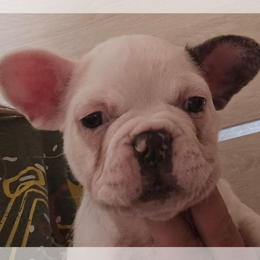 Французский бульдог