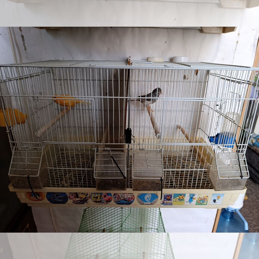 Певчие птицы