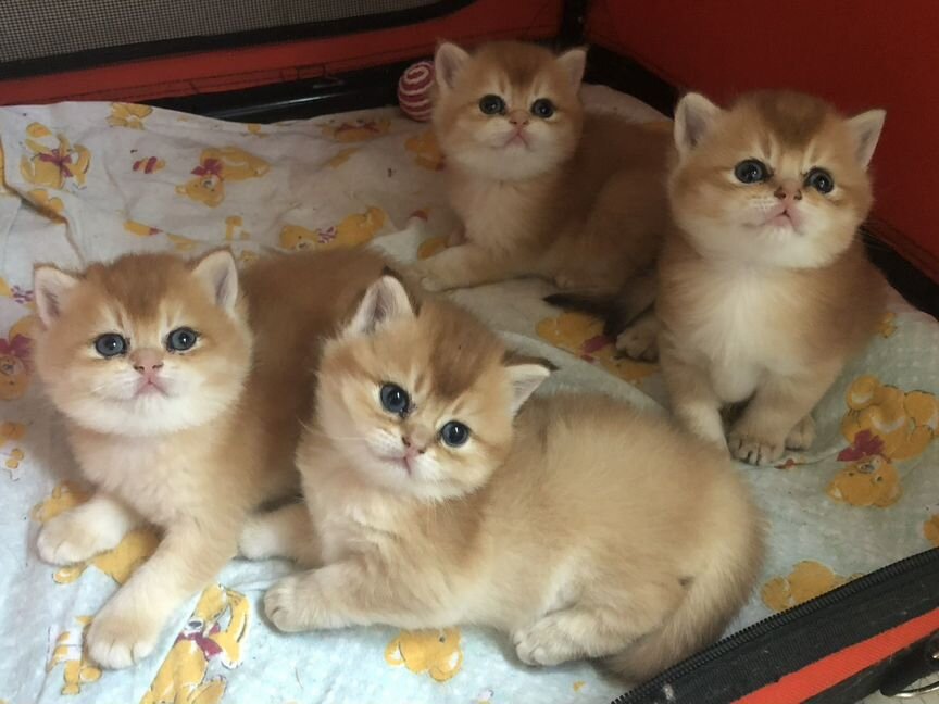 Золотые девочки