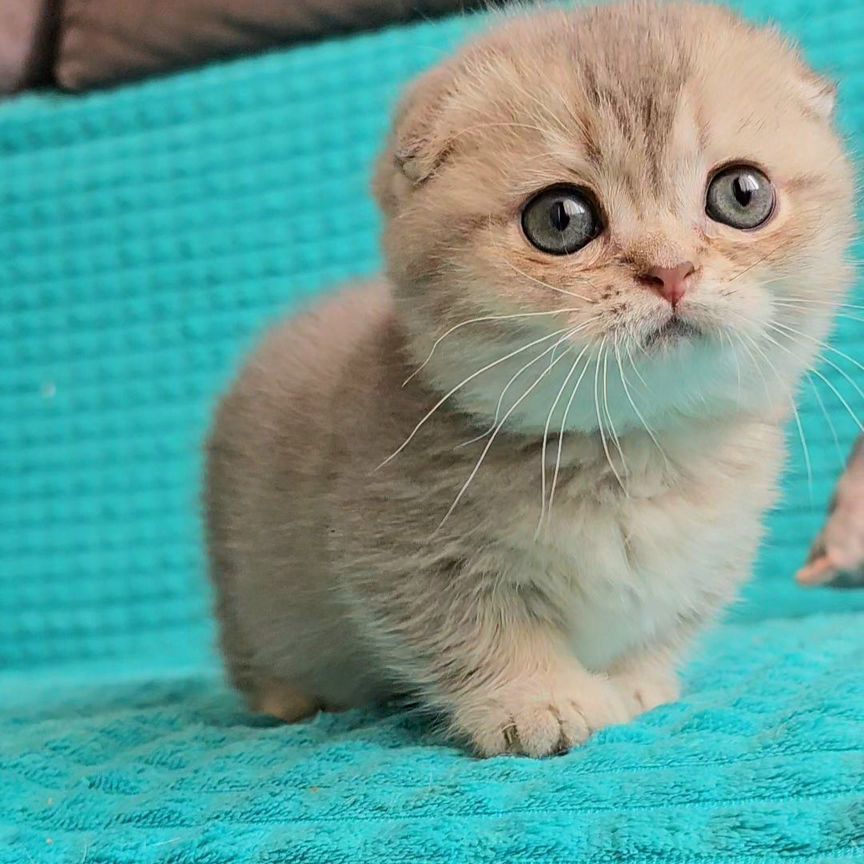 Сладкая коротколапая булочка